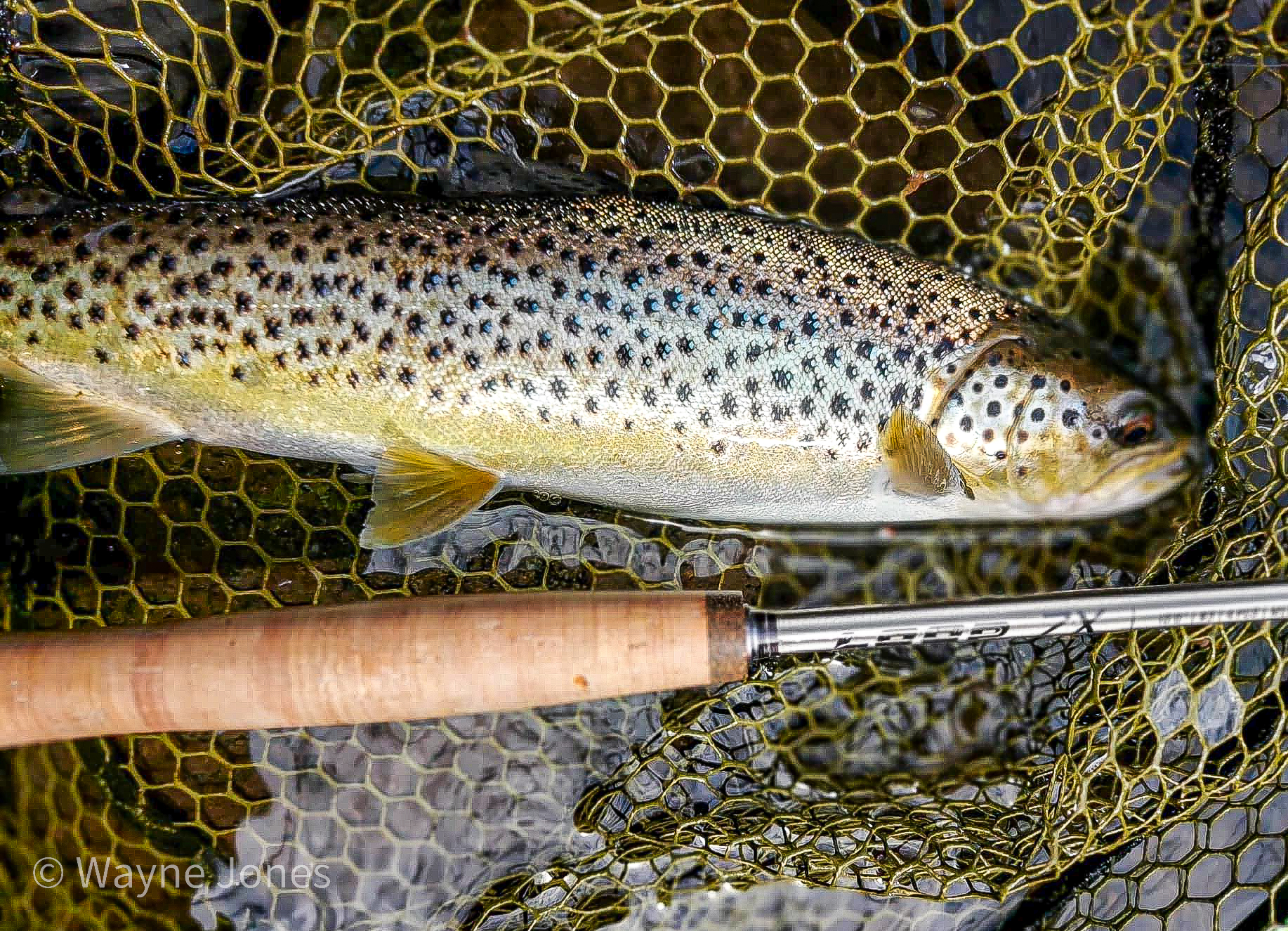 NYMPHING FOR DOLLAGHAN - The Fly Shop