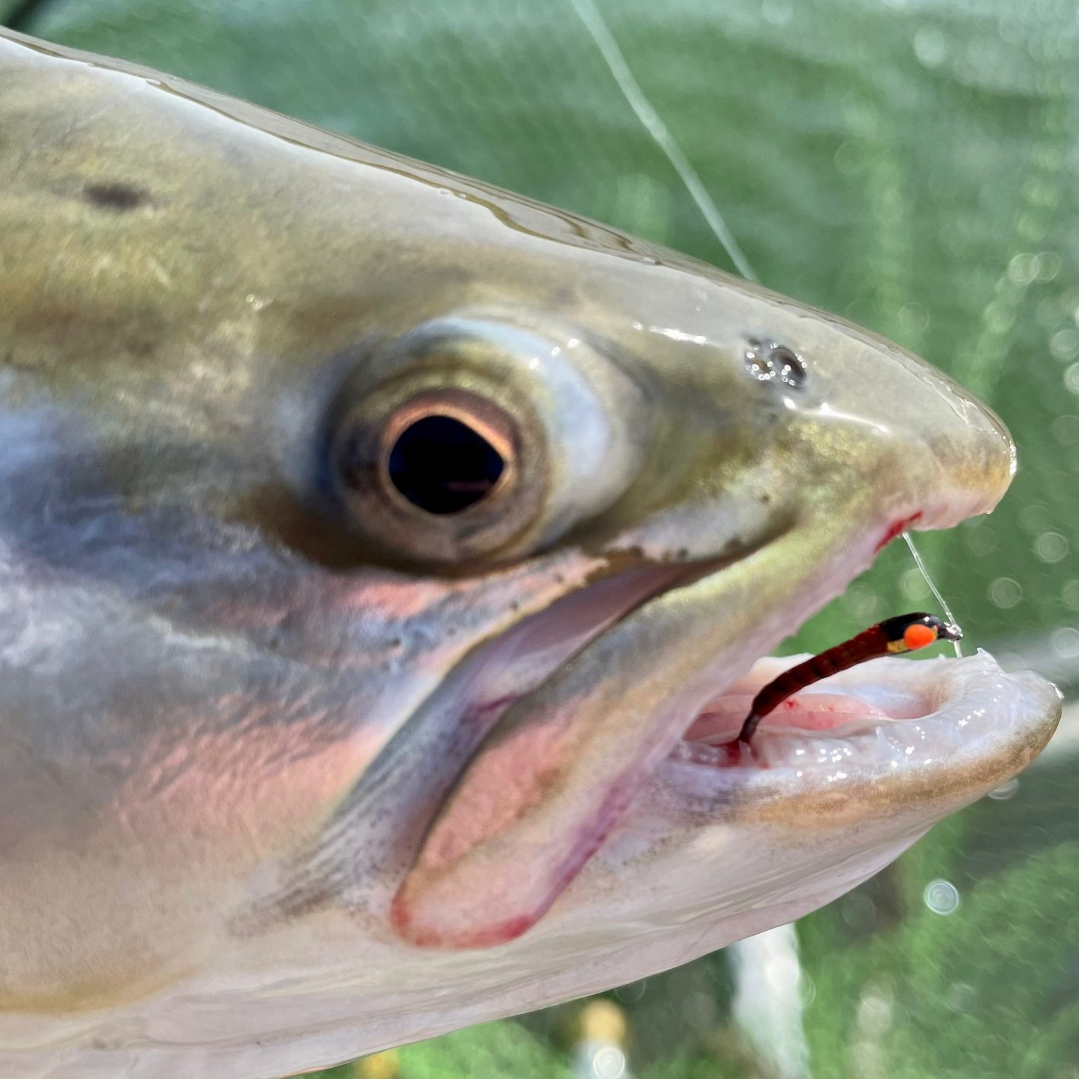 Spring Buzzer Fishing: How to maximise your success? - The Fly Shop